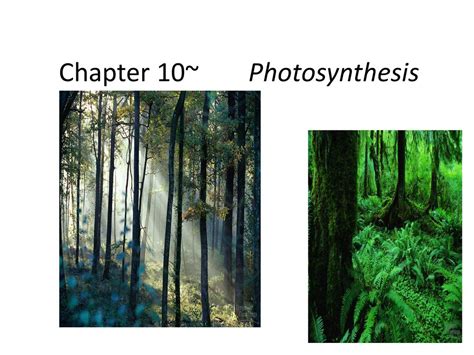 Chapter 10~ Photosynthesis - ppt download