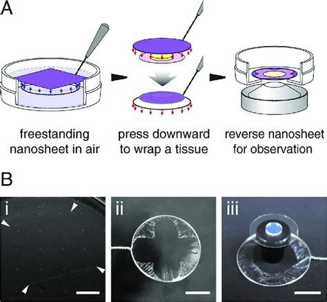 Nanosheet Wrapping Process A Schematic Of Nanosheet Wrapping Download Scientific Diagram