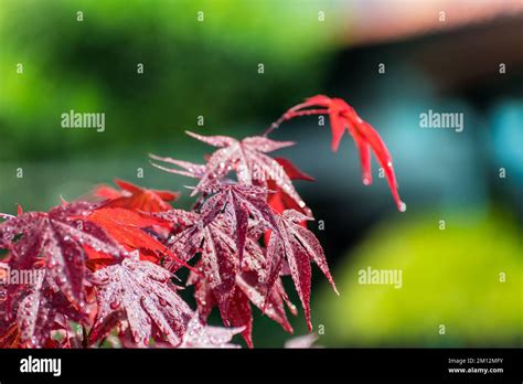 beautiful japanese maple twig with water drops on blurry nature