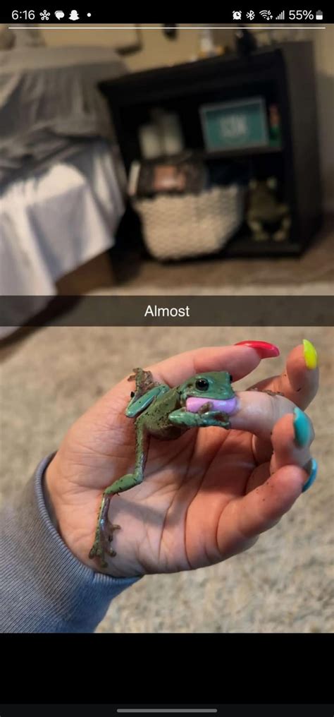 My Girlfriends Frog Pico R Frogs