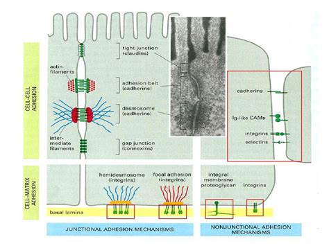 细胞连接、细胞粘附与细胞外基质 细胞生物学 课件1 08 Word文档在线阅读与下载 无忧文档