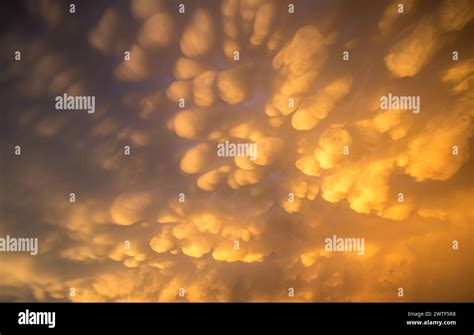 Mammatus Clouds Illuminated By The Sunset Fill The Sky After A Storm
