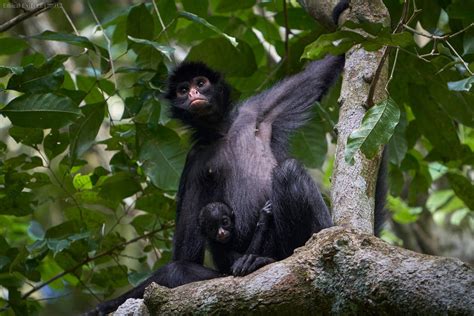 Complete Guide To Wildlife Watching In The Peruvian Amazon Blog