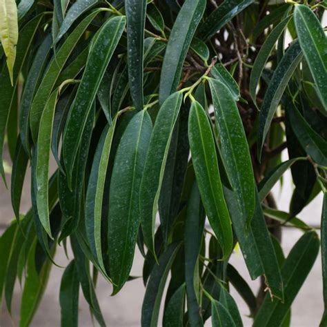 Ficus Ali Braid Gertens Garden Center