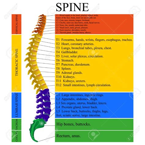 Diagram Of A Human Spine Illustration Artofit