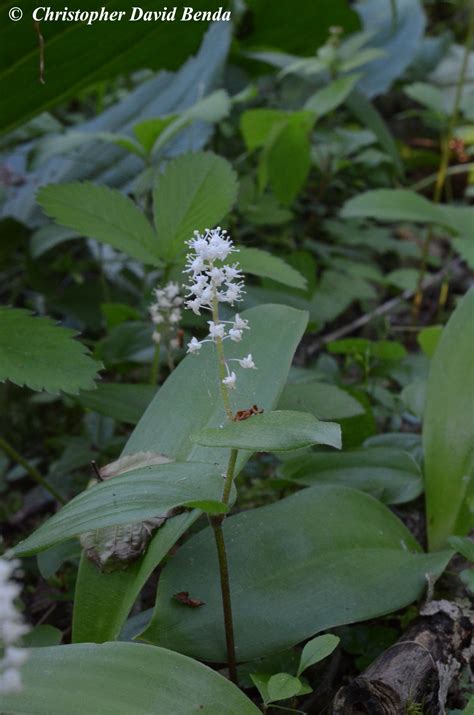 Maianthemum Canadense Illinois Botanizer