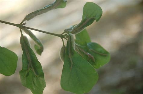 St Andrews Leaf Galls Or Fungal Disease On Quercus Nigra Sag178 2021