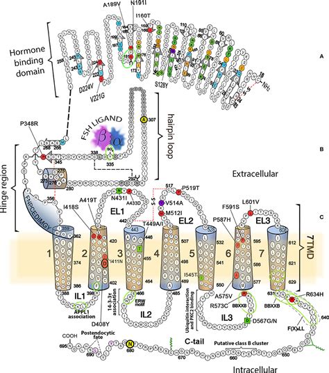 Frontiers Structure Function Relationships Of The Follicle Stimulating Hormone Receptor