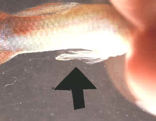 How Male Guppy Mate With Female Guppy Guppies Onli