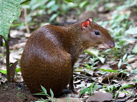 Guaqueque Centroamericano Reserva Natural Para La Conservación Del