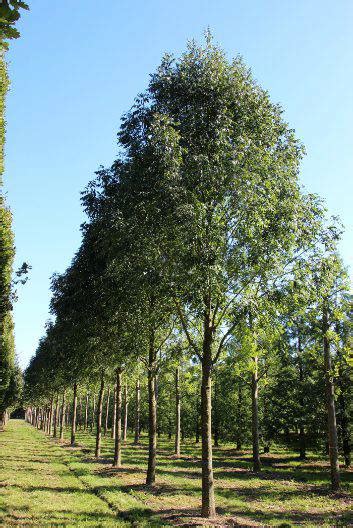 Fraxinus Excelsior Common Ash Nature First Trees Semi Mature Trees