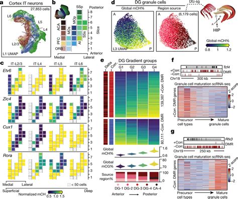 Brain Wide Spatial Gradients Of Dna Methylation A Umap For Cortex It
