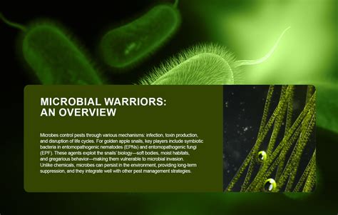 Why Microbes Can Control Golden Apple Snails A Sustainable Solution To