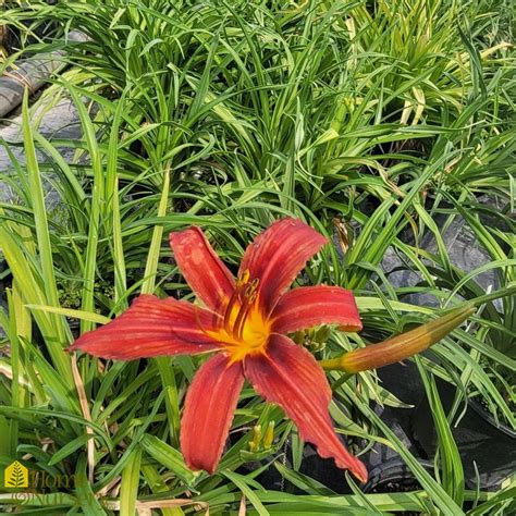 Hemerocallis Ruby Stella Daylily From Home Nursery