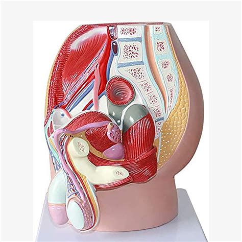 Buy Human Male Reproductive System Model Median Section Male Genital