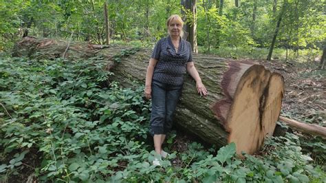 Дубовая роща Магазин Фруктовый сад 20 июля 2023г Германия Youtube