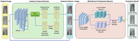 The Framework Of Agmb‐transformer⁷ Includes Anatomy Feature Extractor Download Scientific