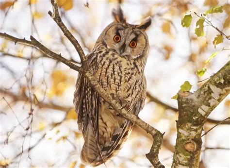 20 Popular Types Of Owls With Pictures And Identification