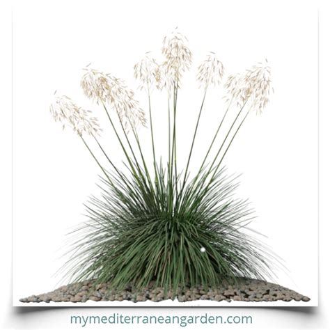 6 Drought Tolerant Stipa Grasses