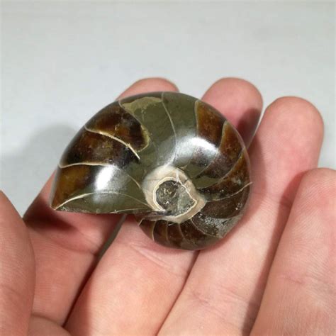 Polished Nautilus Shell 65g Finest Fossils