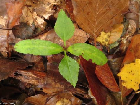 Fraxinus Excelsior • Floraveg Eu