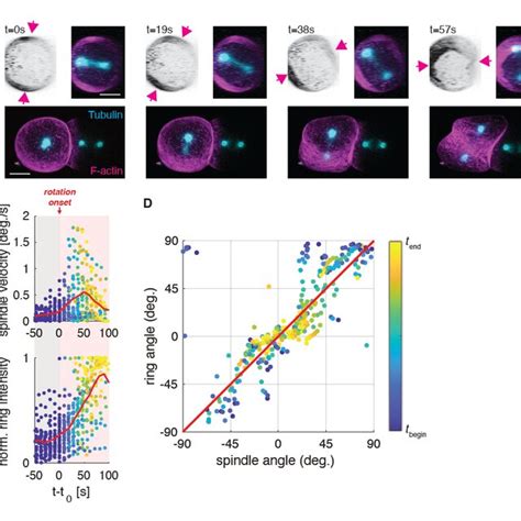 Mitotic Spindle And Cytokinetic Ring Rotate Together And This Coincides Download Scientific