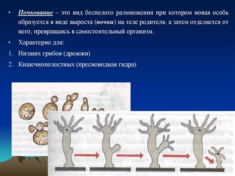 Размножение организмов - презентация онлайн