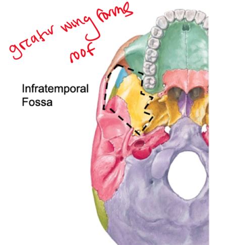 8 Infratemporal Fossa And Muscles Of Mastication Flashcards Quizlet