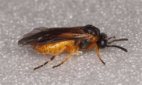 Athalia Circularis Klug 1815 Sawflies