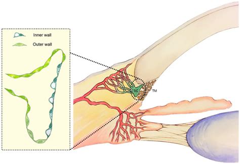 A Closer Look At Schlemms Canal Cell Physiology Implications For