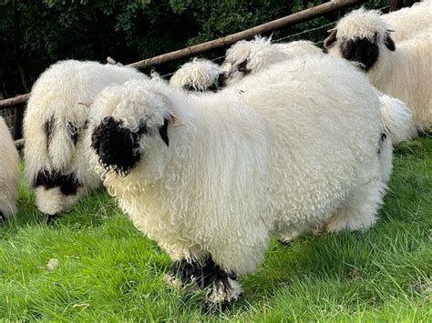 Gallery 1 120 Images Valais Blacknose Sheep Cheshire