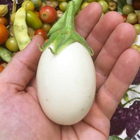 Eggplant Fruit Names At Donald Altman Blog