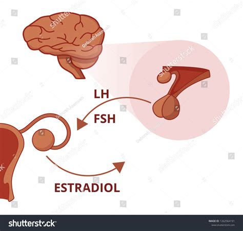 Lh Fsh Function Gonadotropin Pituitary Gland Stock Vector Royalty Free