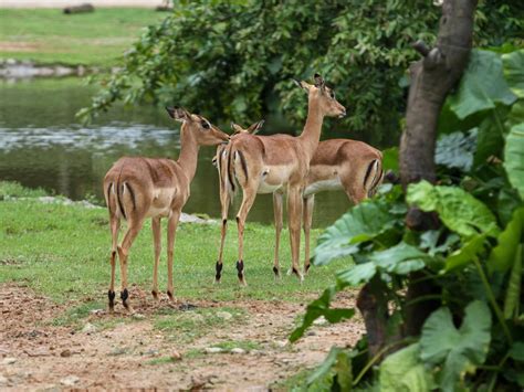 Are Willow Trees Deer Resistant