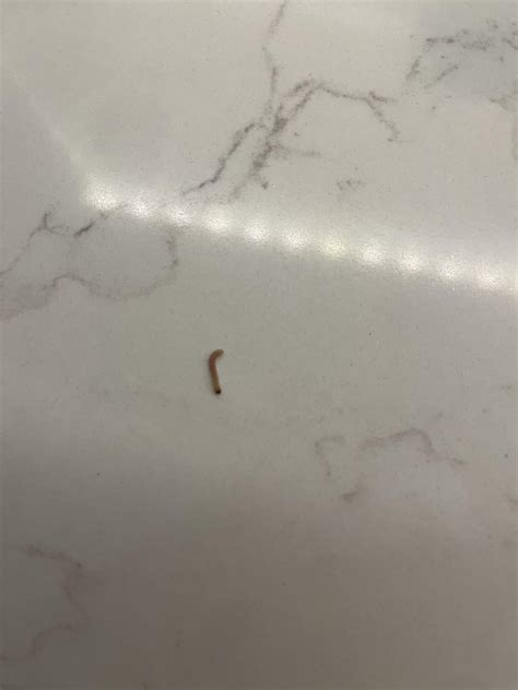 Third Larva In A Week Rbugidentification