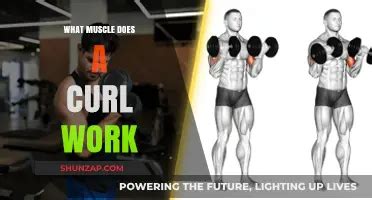 Bicep Curl Benefits Target Muscles And Strength Training Explained