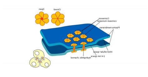 Electrical Synapses How They Are And How They Function In The Nervous System