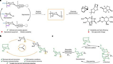 Living Cationic Ring Opening Polymerization Of 1 6 Anhydrosugars A Download Scientific Diagram