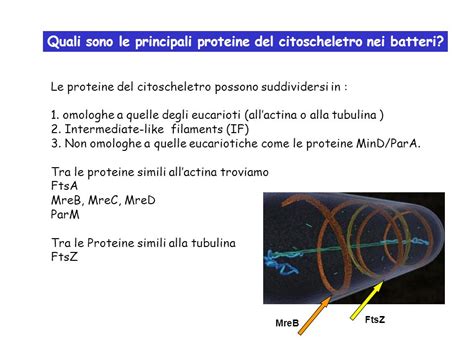 Diagramma Del Citoscheletro La Matrice Extracellulare Ecm