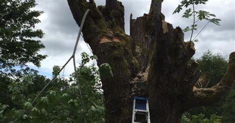 Hazard Tree Removal Shelton Wa And Nearby H And M Tree Service
