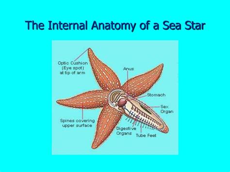 Ppt Marine Biology Powerpoint Presentation Free Download Id5671598