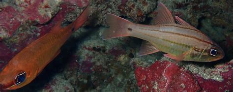 Yanir Seroussi Data Science And Beyond