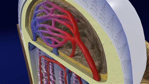 Artstation 3d Bone End Enchondral Ossification Model Resources