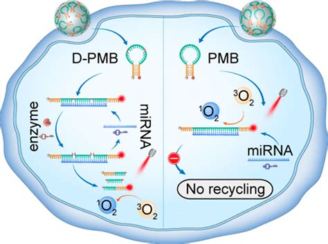 Enzyme And Microrna Dual Regulated Photodynamic Molecular Beacons For