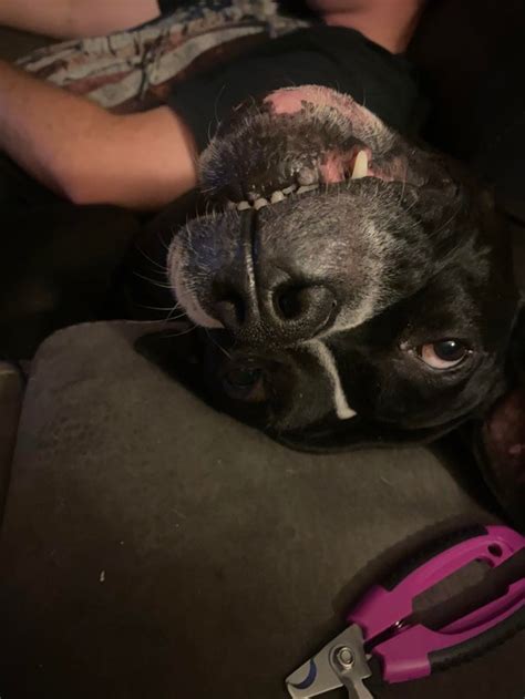 Rocky Asking For Cuddles R Teefers