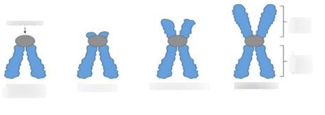 Types Of Chromosomes Based On Centromere Location Diagram Quizlet