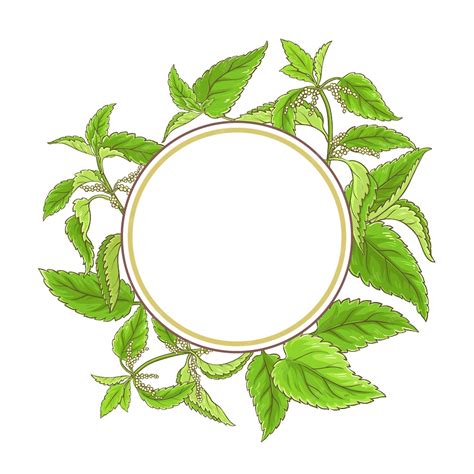 Premium Vector Nettle Plant Vector Frame On White Background