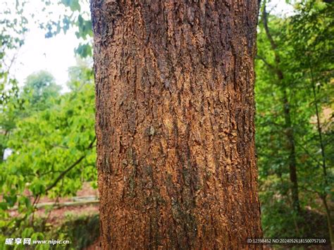 香樟树树干摄影图 树木树叶 生物世界 摄影图库 昵图网