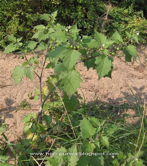 Heri Purwa Personal Blog Manfaat Tanaman Herbal Leunca