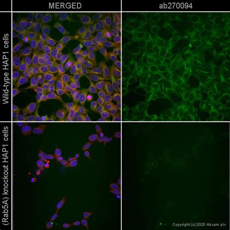 Anti Rab5 Alexa Fluor® 488 Antibody Epr21801 Ab270094 Igg Abcam